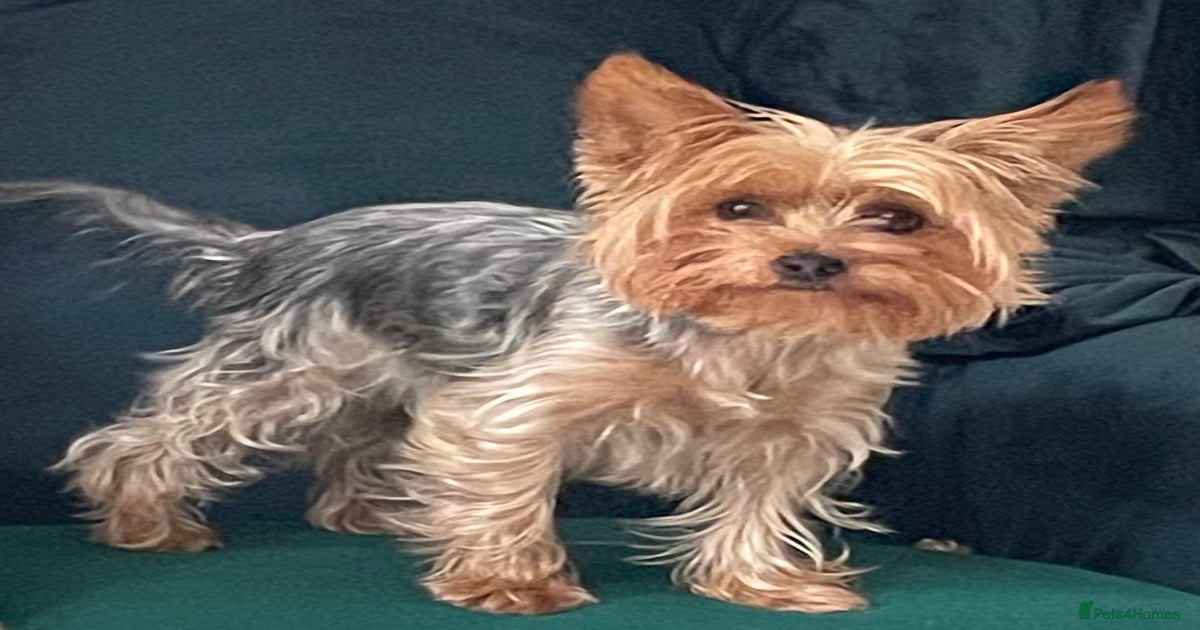3year old pedigree yorkie for rehoming for sale in Wembley | Pets4Homes