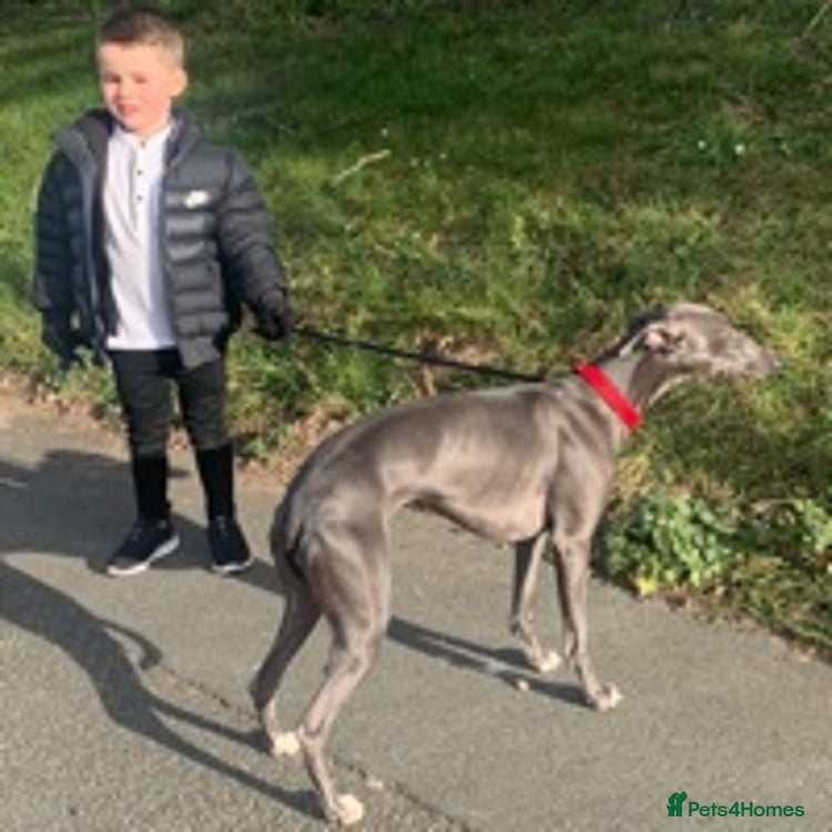 Whippet Dogs Breed - Information, Temperament, Size & Price | Pets4Homes