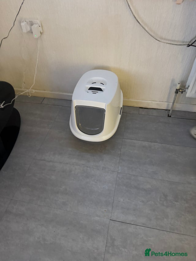 Mixed breed 2 cats for sale in Wakefield | Pets4Homes