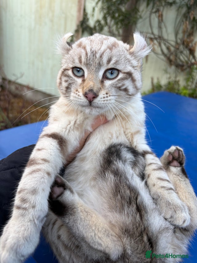 Superb snow leopard male for sale in Bromsgrove | Pets4Homes