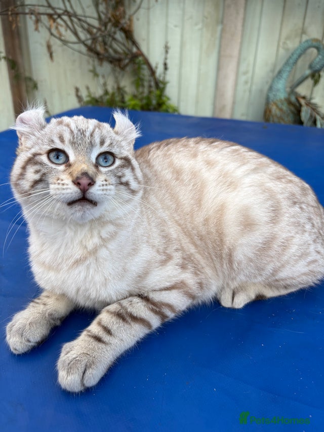 Superb snow leopard male for sale in Bromsgrove | Pets4Homes