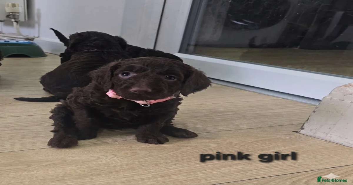 Cockapoo Puppies for sale | Pets4Homes
