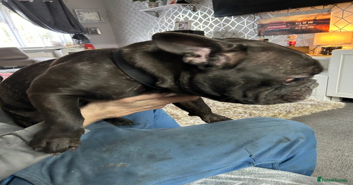 3 year old Frenchie derik for sale in Ventnor | Pets4Homes