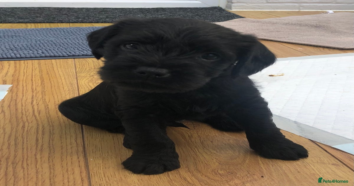 Mixed Breed Puppy 3 - Beautiful Red Staffy x Cockapoo Puppies for sale ...