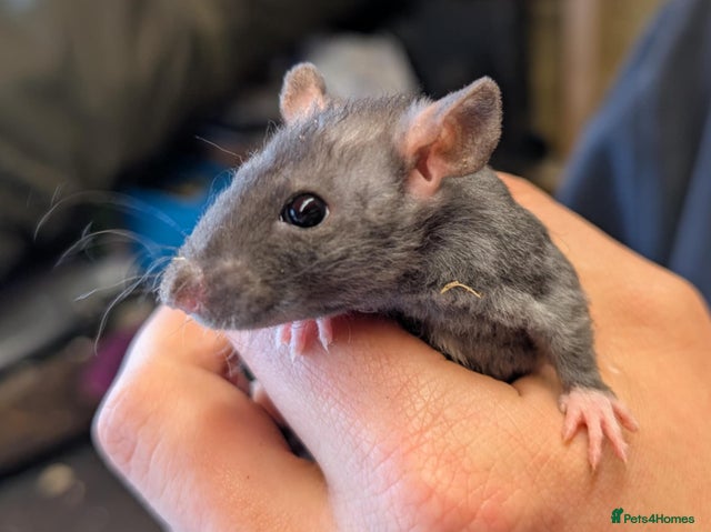 baby rats for sale boys and girls for sale in Taunton | Pets4Homes