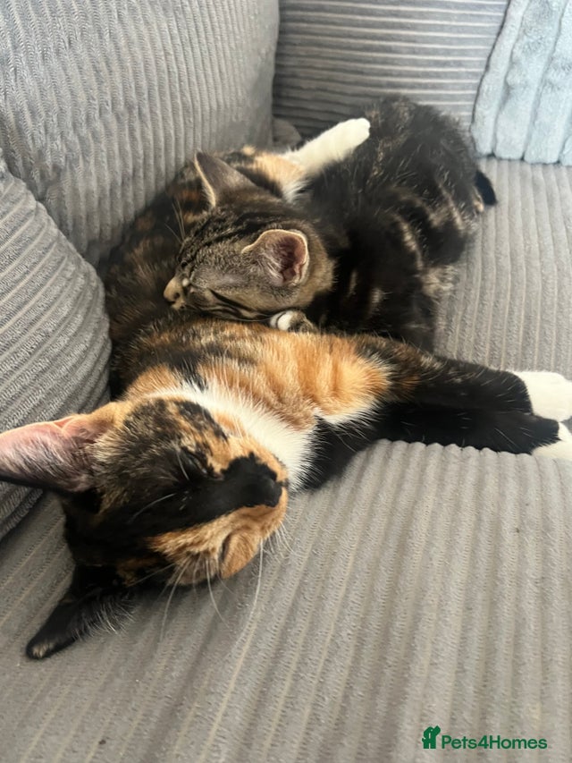 Calico cat - Cleo - 1.5 years old for sale in Reading | Pets4Homes