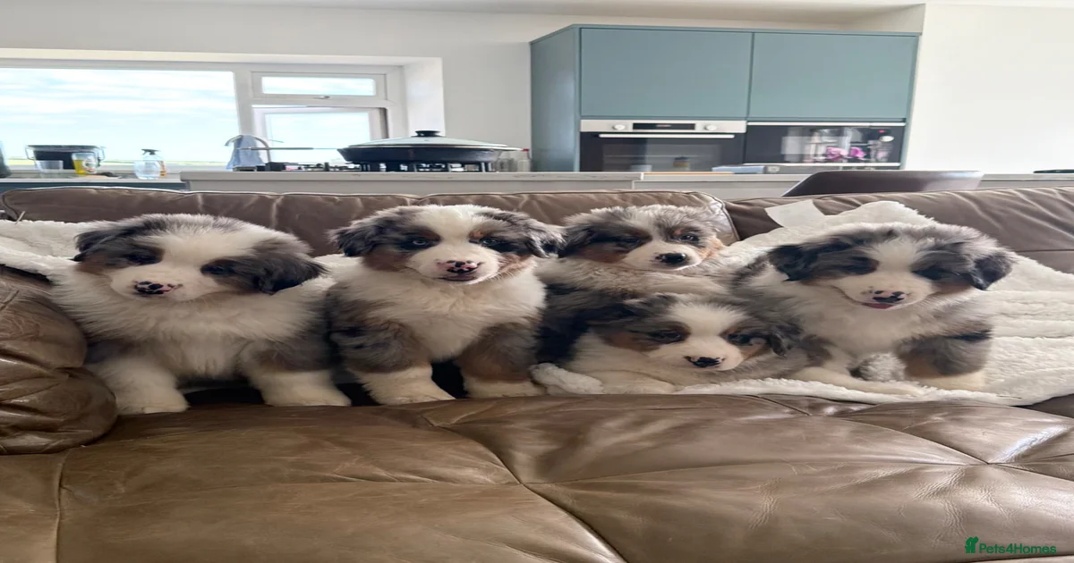 Mixed Breed Puppies for sale | Pets4Homes