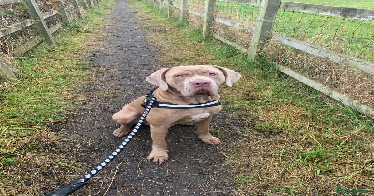 Hugo - Neapolitan Mastiff X Cane Corso Rehome for sale in Huddersfield ...