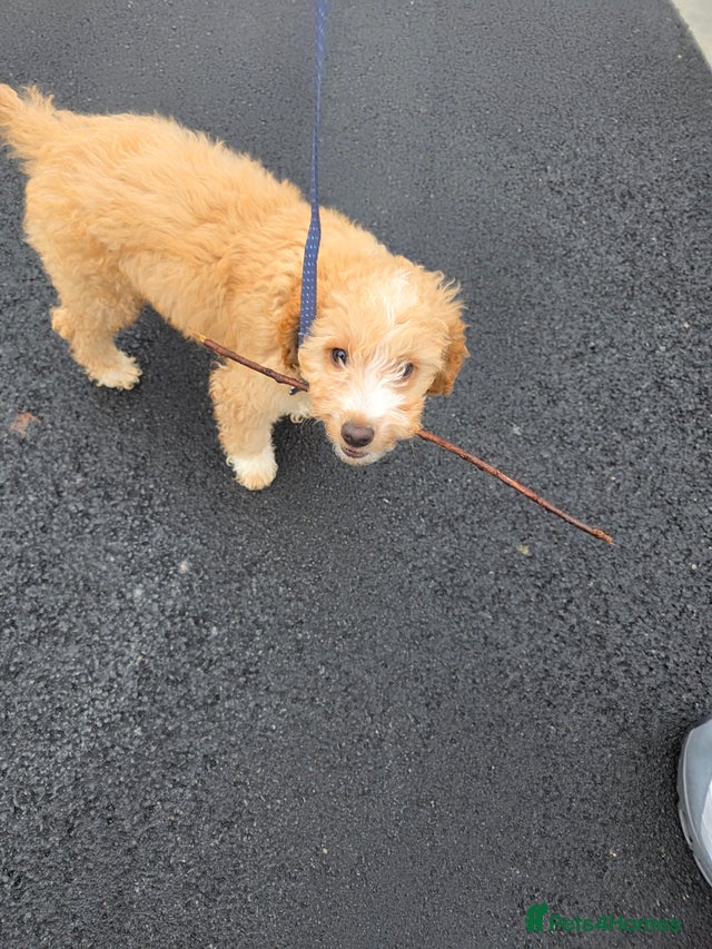 16-week-old Cockapoo puppy – loving home wanted for sale in Liverpool ...