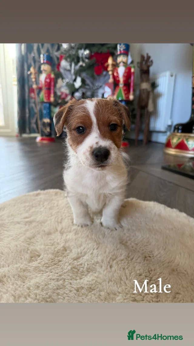 Adorable wire hair fox terrier x jack russell for sale in Basildon ...