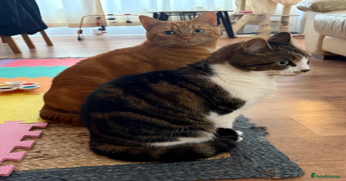2 Bonded Friendly Tabby Cats - FREE for sale in Pudsey | Pets4Homes