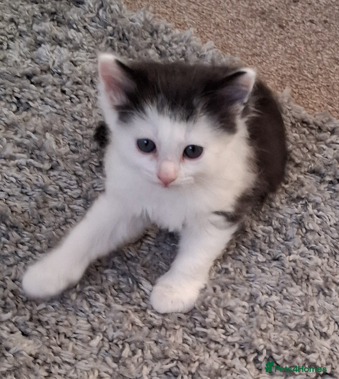 Ragdoll X Kittens for sale in Glasgow | Pets4Homes