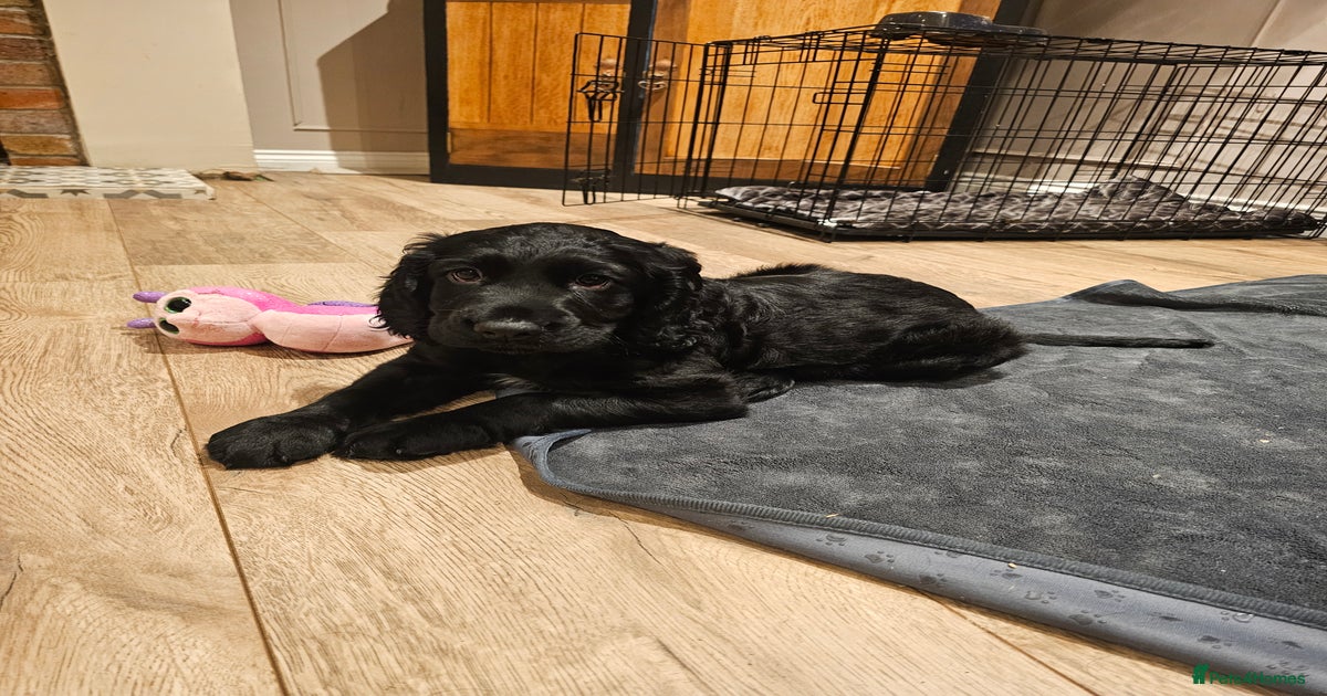 Beautiful Cocker Spaniel Boy for sale in Airdrie | Pets4Homes