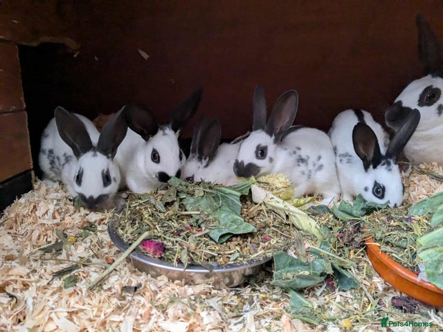 English & Sable Rabbits (Vaccinated) | Pets4Homes