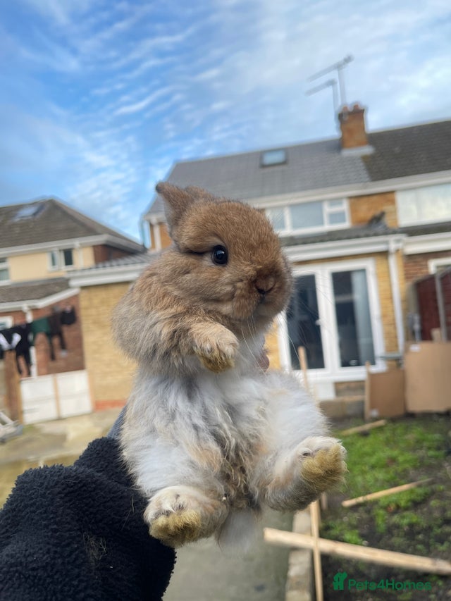 Mini lion lop rabbits for sale in Luton | Pets4Homes