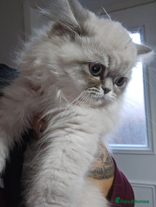 Blue point Persian kitten for sale in Holmfirth | Pets4Homes