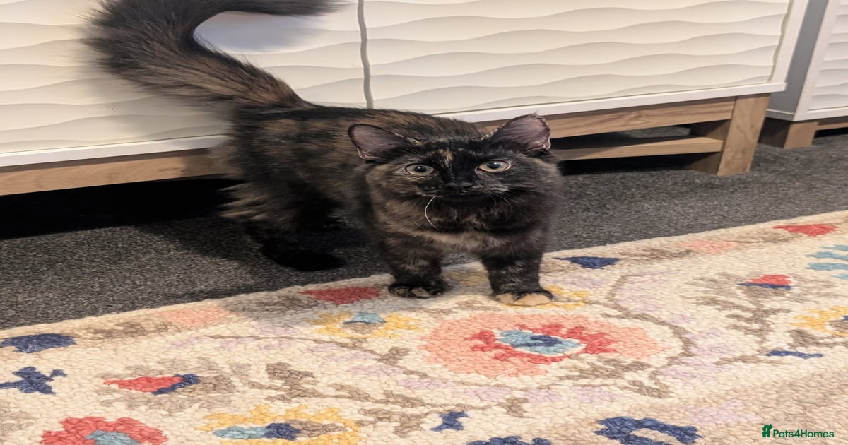 Tortie maine coon for sale in Bolton | Pets4Homes