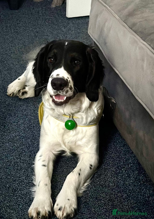 Male Sprocker for sale in Walsall | Pets4Homes