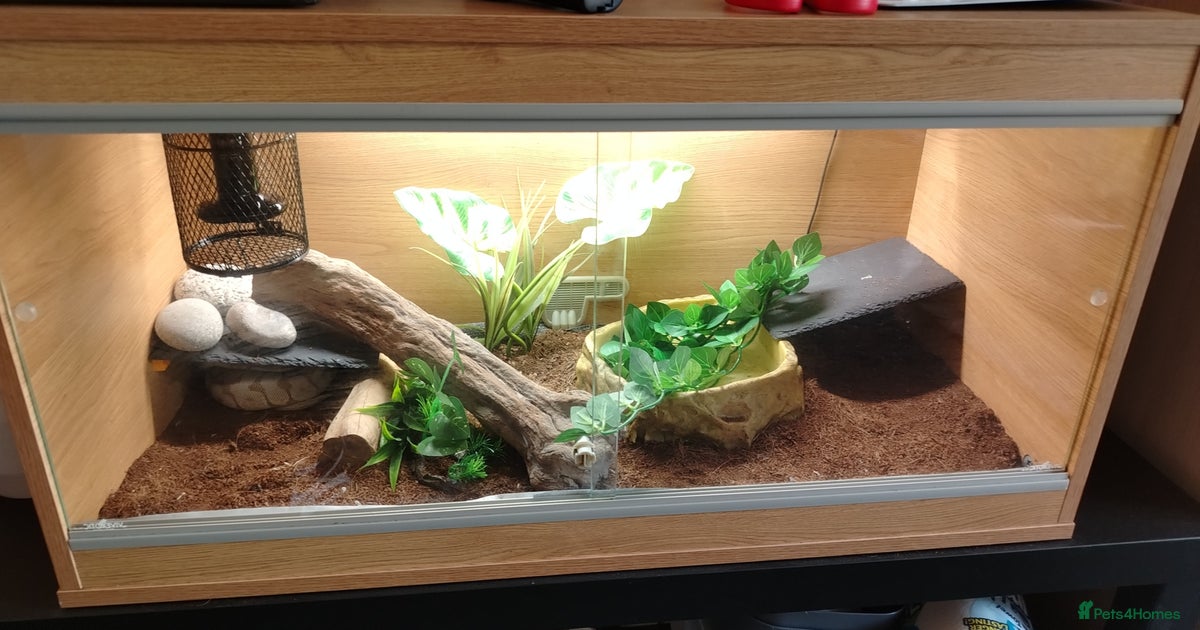 Lesser spider royal python and vivarium for sale in Bradford | Pets4Homes