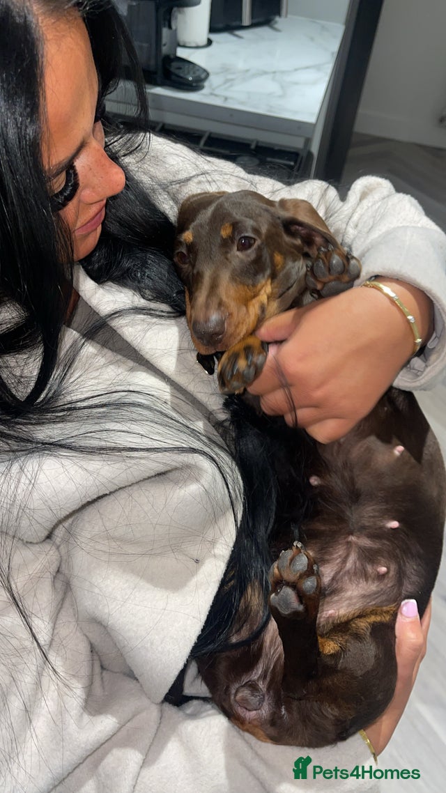 Miniature Dachshund Girl - 2 Years Old for sale in Waterlooville ...