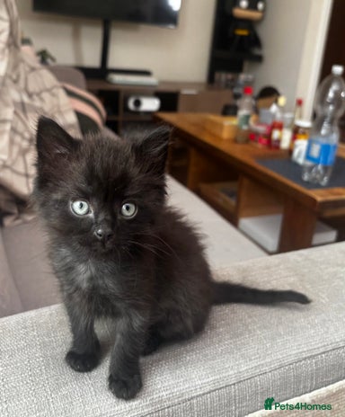 Free Kittens for sale | Pets4Homes