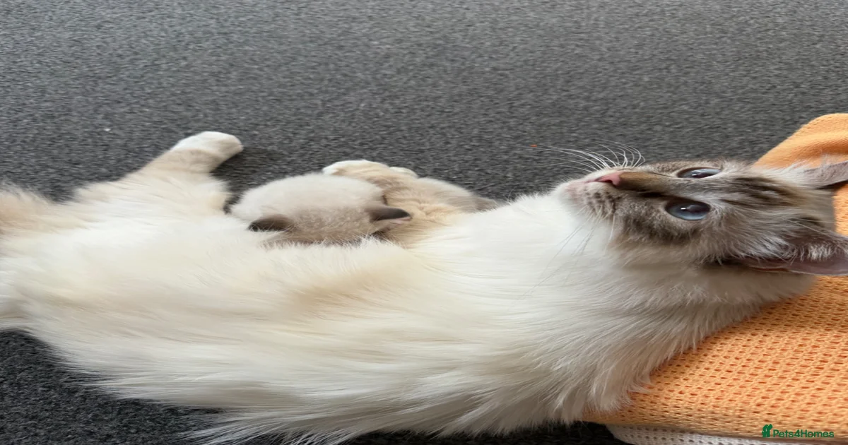Birman Kittens for sale | Pets4Homes