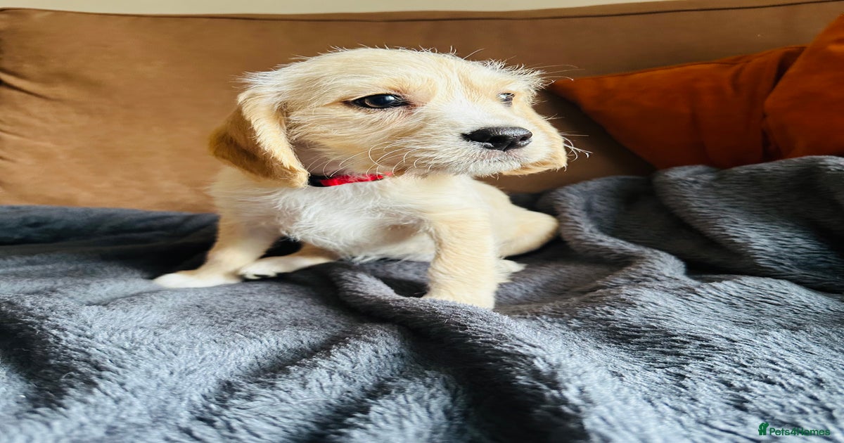 Beautiful Cavapoo X Beagle Puppies for sale in Swansea | Pets4Homes