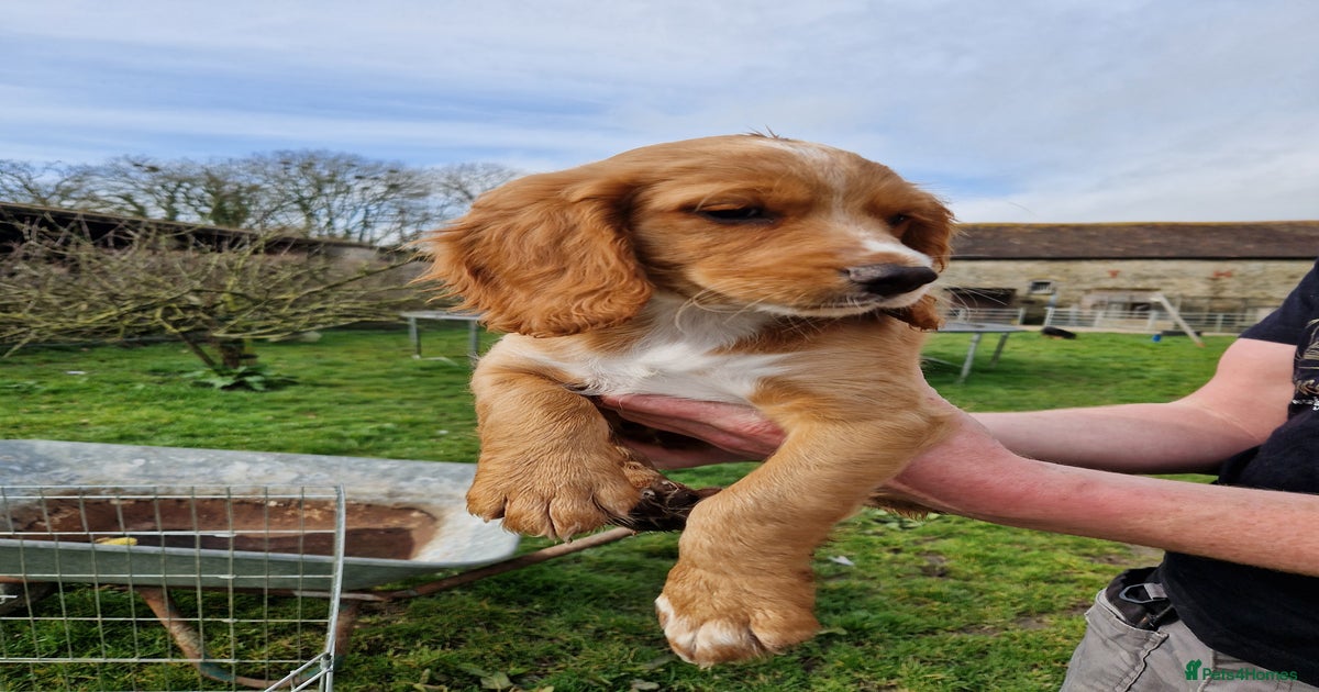 Golden Female Sprocker puppy for sale in Sherborne | Pets4Homes