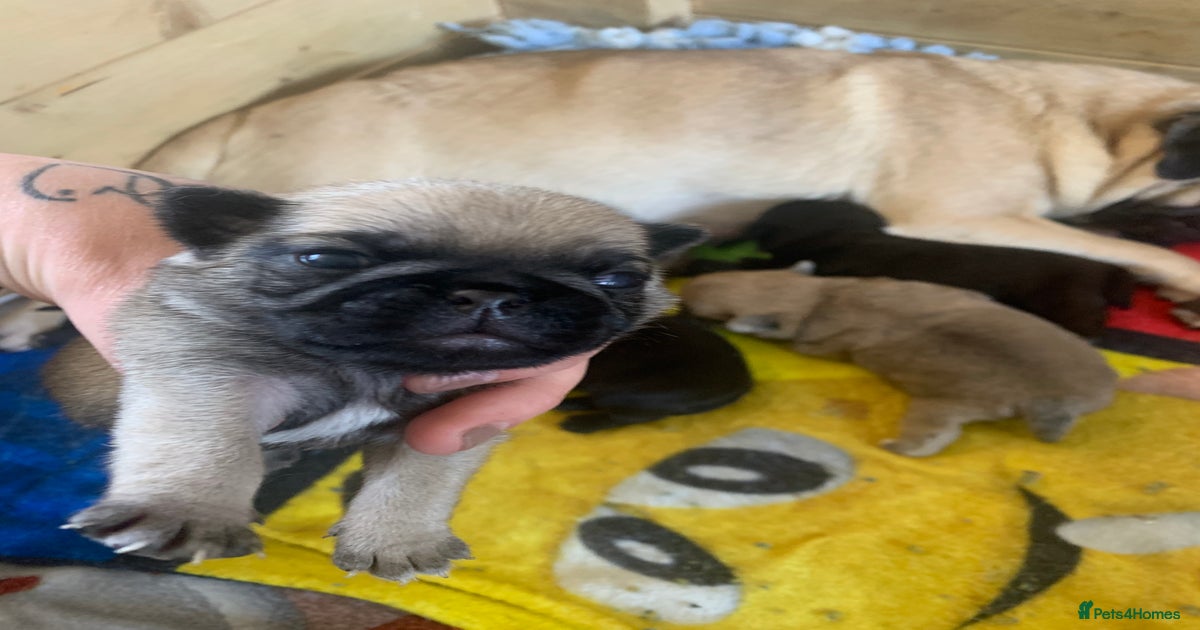 Seven adorable pug puppies for sale in Burton-on-Trent | Pets4Homes