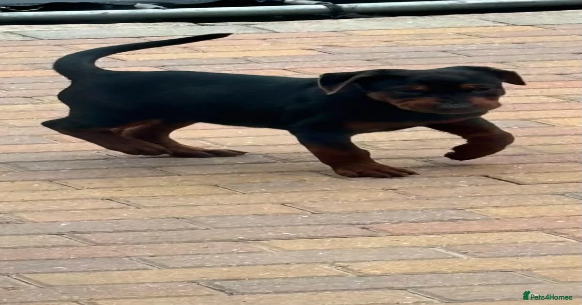 Chinese Red Dog Puppies for sale in Richmond, North Yorkshire | Pets4Homes