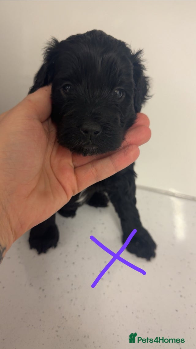 Phantom cockapoo for sale in Barnsley | Pets4Homes