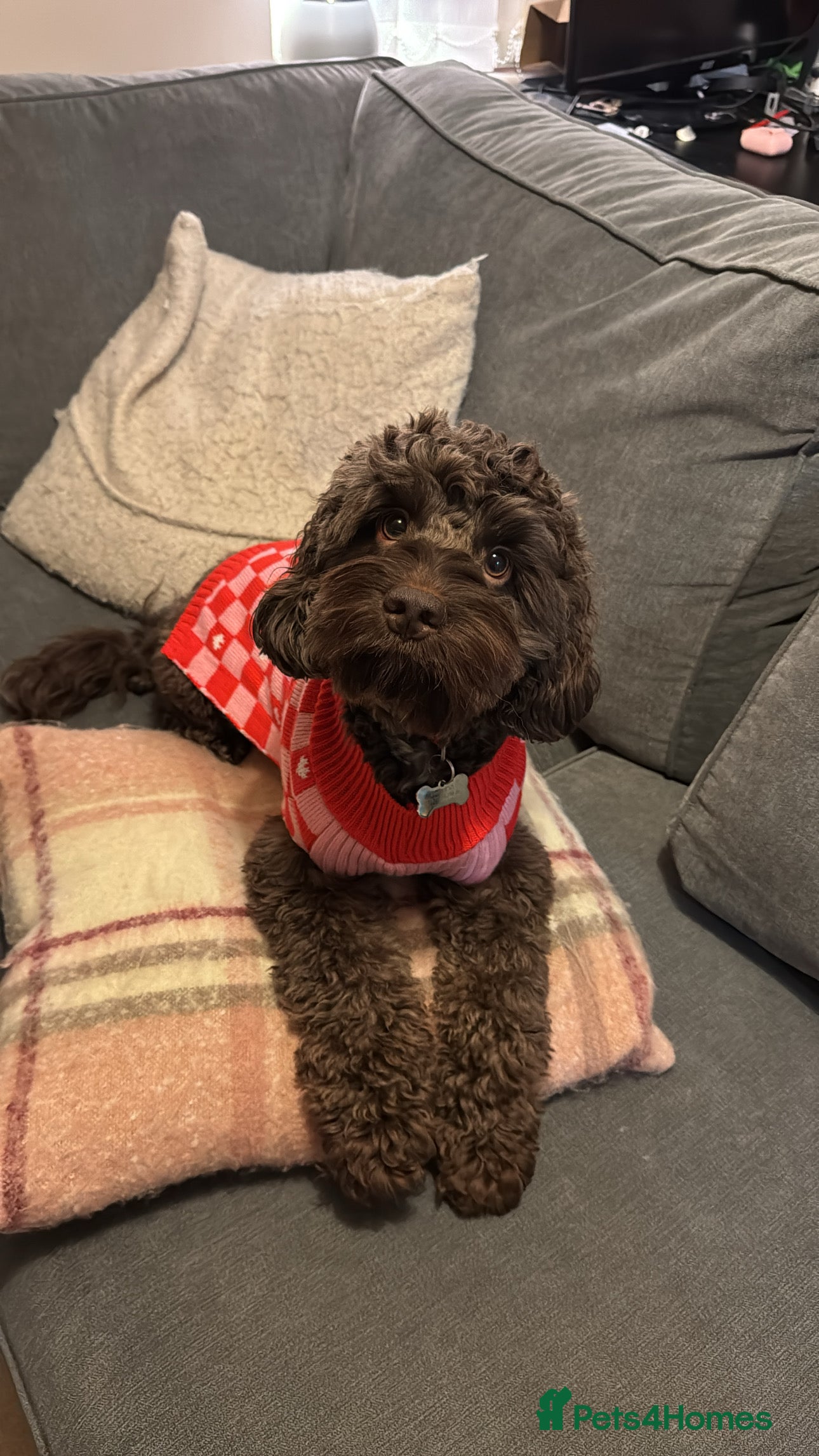 Male Cockapoo for Stud for stud in Tamworth | Pets4Homes