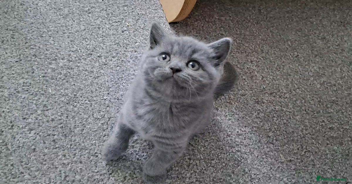 One kitty is available for reservation for sale in Ramsgate | Pets4Homes