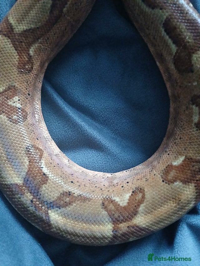 Dwarf Boa Constrictor for sale in Belper | Pets4Homes