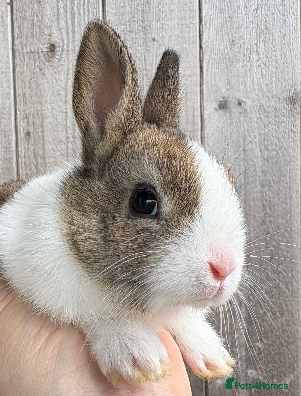 Dutch baby rabbits ready to leave one left for sale in Bedford | Pets4Homes