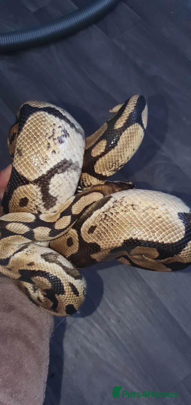 Large pastel male for sale in Leeds | Pets4Homes