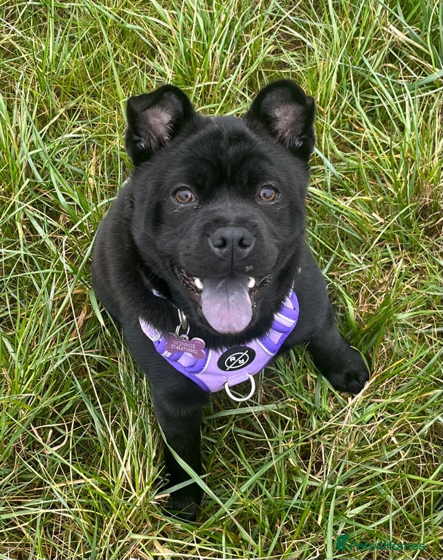 Pug x chow chow for sale in Stafford | Pets4Homes