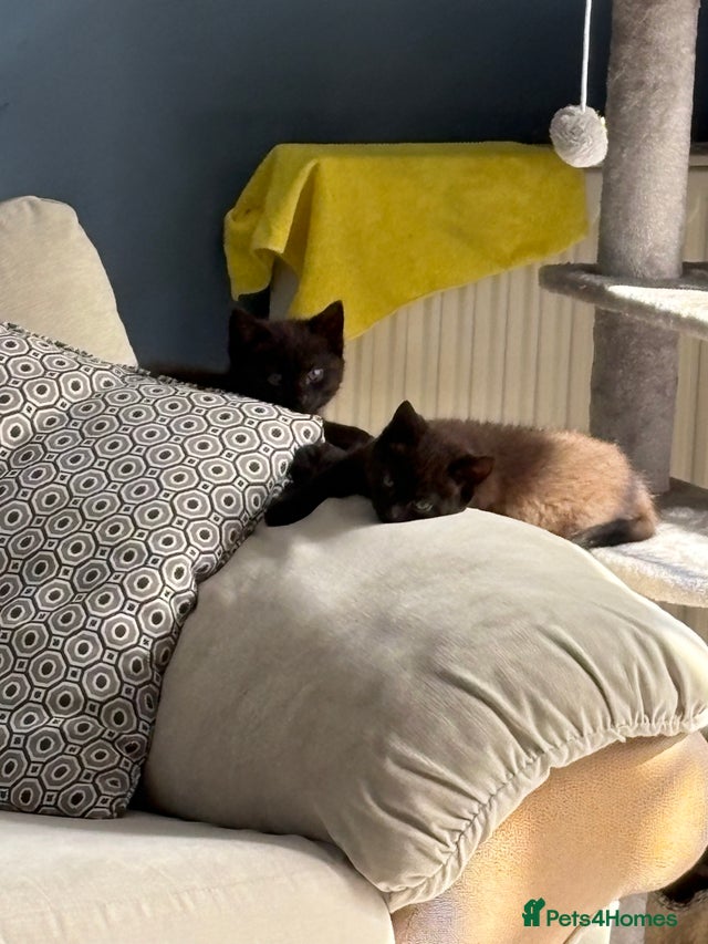 2 boy Kittens - Maine Coone x Russian Blue for sale in Bournemouth ...