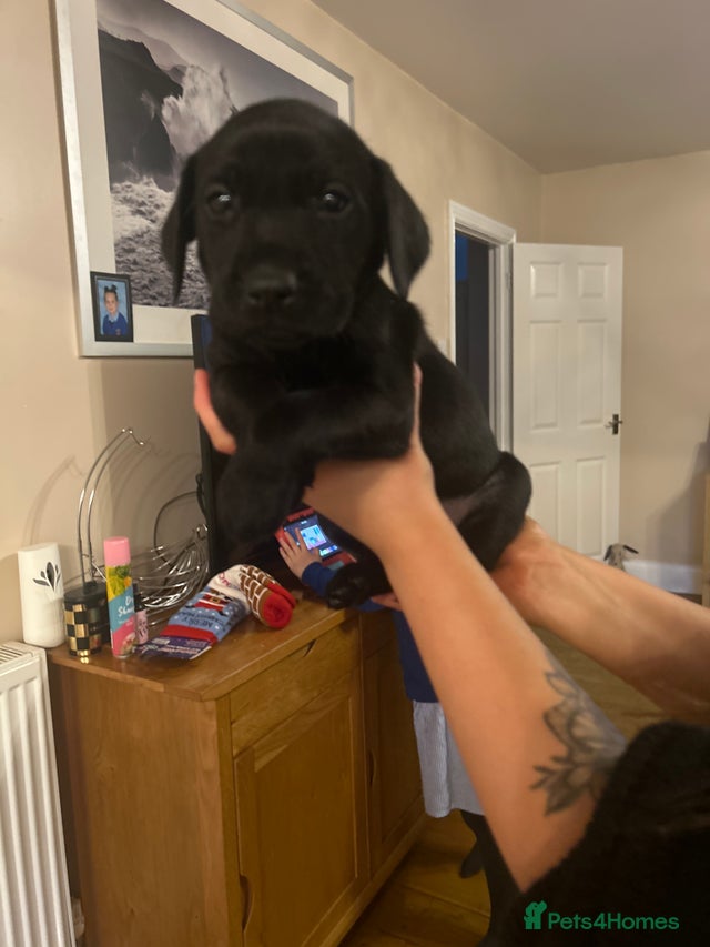 KC registered black and red Labrador puppies for sale in Hexham ...