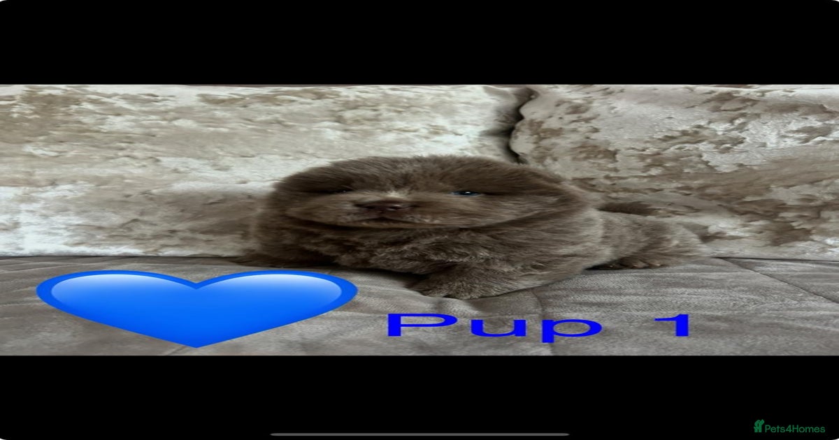 Chunky chow chow puppies £1800 for sale in Braintree | Pets4Homes