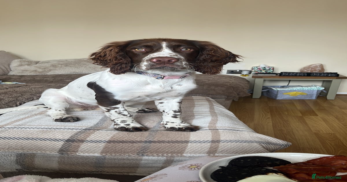 7 month old Springer Spaniel girl for sale in Birmingham | Pets4Homes