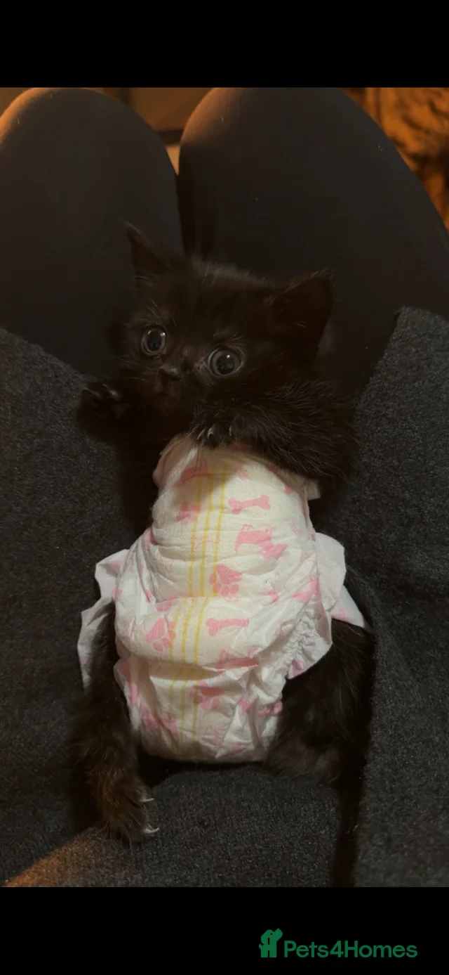 Special Little Kitten Looking for a Loving Home for sale in Rochdale ...