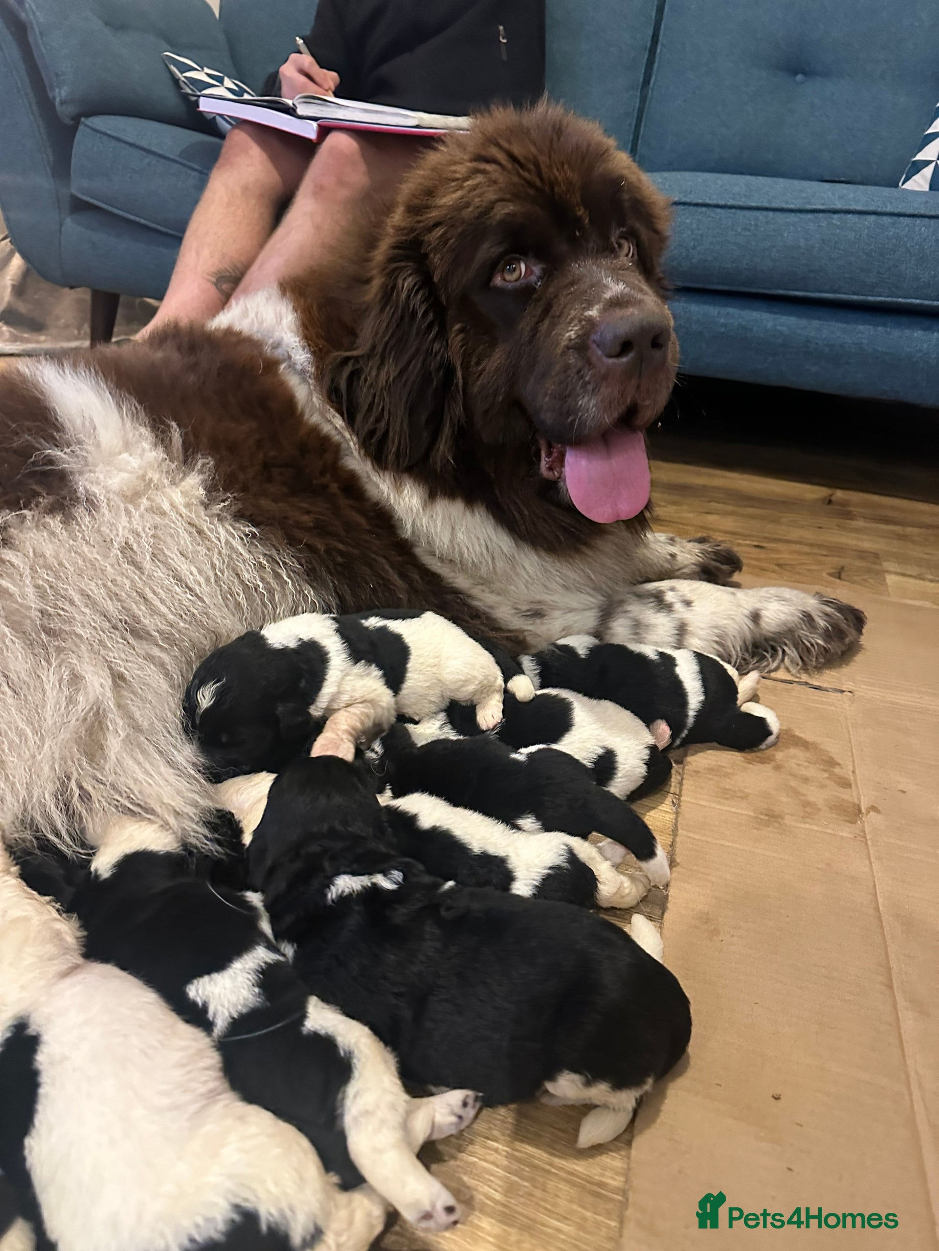 Quality Newfoundland Puppies for sale in Halstead | Pets4Homes