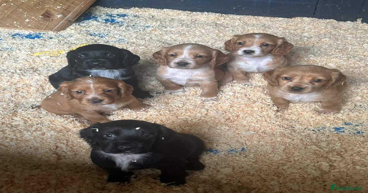 Pedigree dog Puppies for sale | Pets4Homes