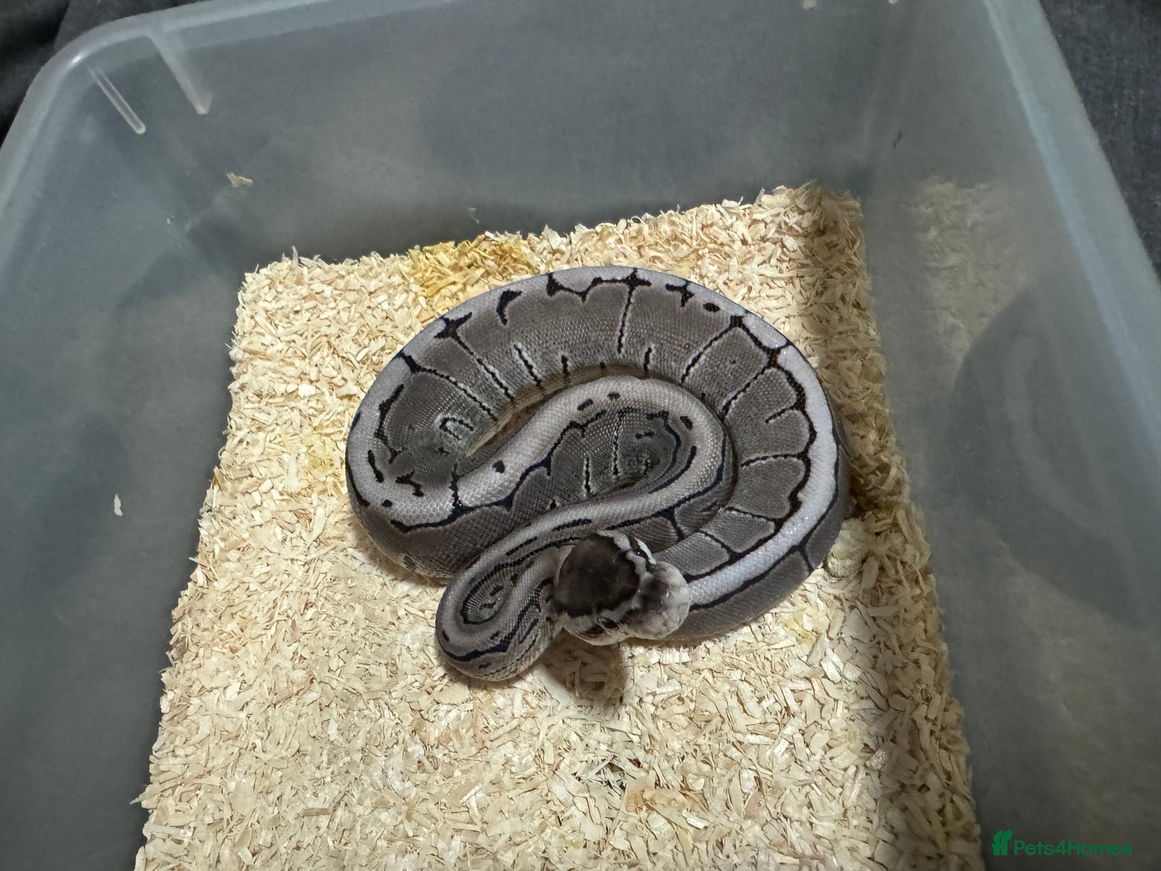 Royal pythons for sale in Hatfield | Pets4Homes