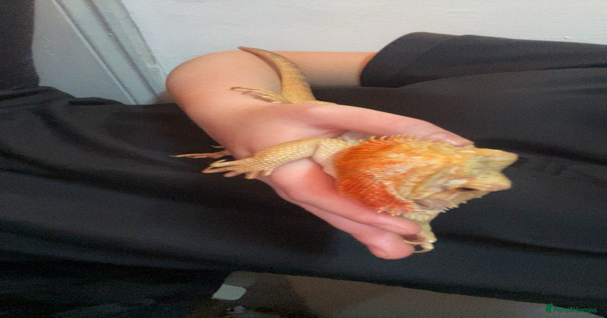 Beautiful bearded dragons for sale in Nottingham | Pets4Homes