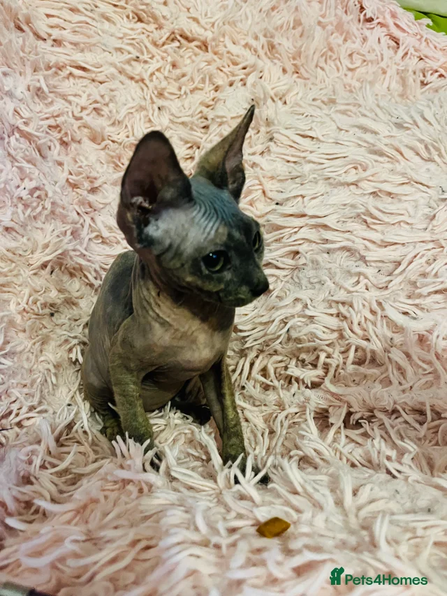 Adorable Sphynx Kittens for sale in Tiverton | Pets4Homes