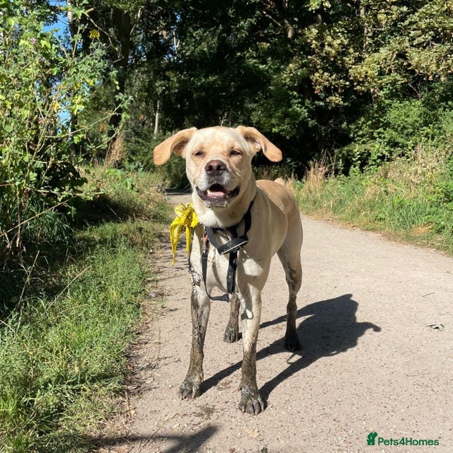 Milo (Labrador/Cane Corso mix) for adoption in London | Pets4Homes