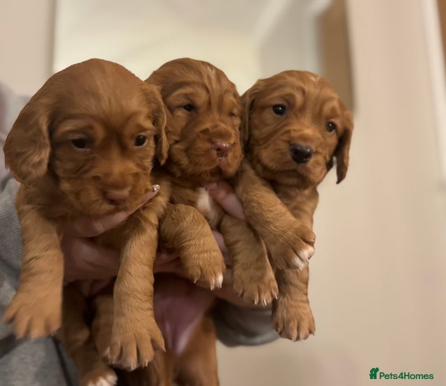 FOX RED CHAMPION LINES KC WORKING COCKER SPANIEL for sale in Barnsley ...