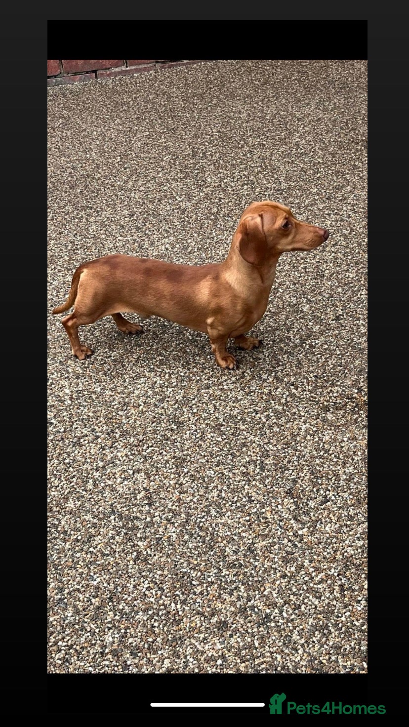 Red dapple miniature dachshund for stud for stud in Havant | Pets4Homes
